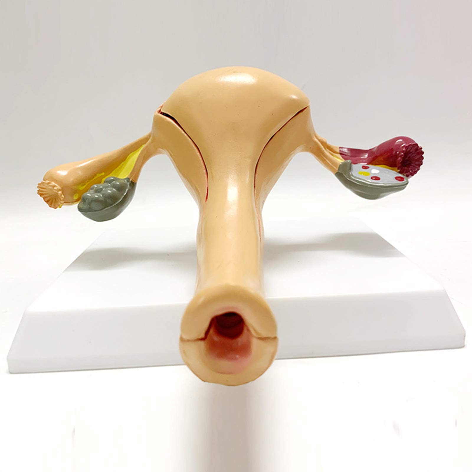 Buy SZEAO Human Uterus with Cover Ovarian Uterus Anatomy Female ...