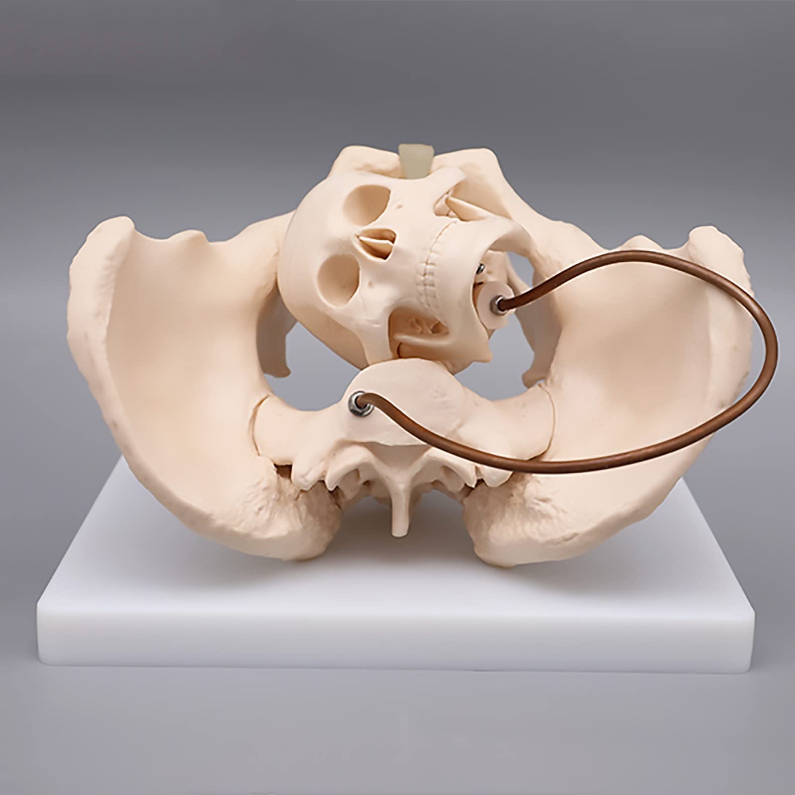 Peaman Pvc Female Pelvis Skeleton Model Female Pelvic Structure Bladder ...
