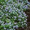 Amazon.com : 500+ Creeping Speedwell Seeds for Planting - Creeping ...