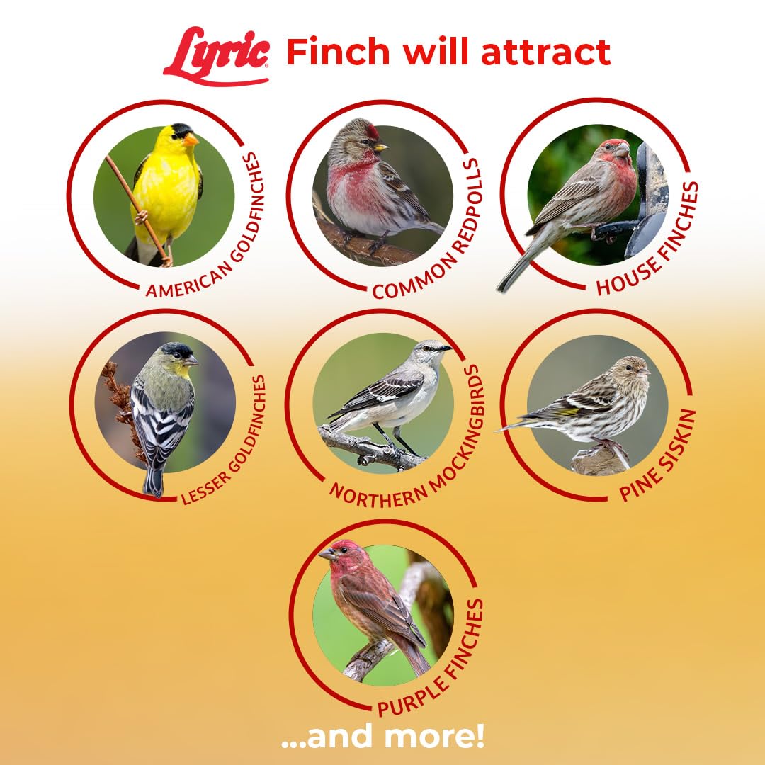 Snapklik.com : Lyric Finch - Small Songbird Wild Bird Seed For Outside ...