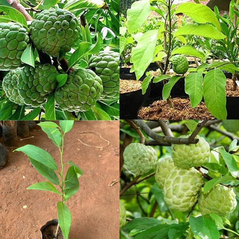 Sitafal Tree Plant, Live Tropical Fruit Custard Apple Plant 1 live ...