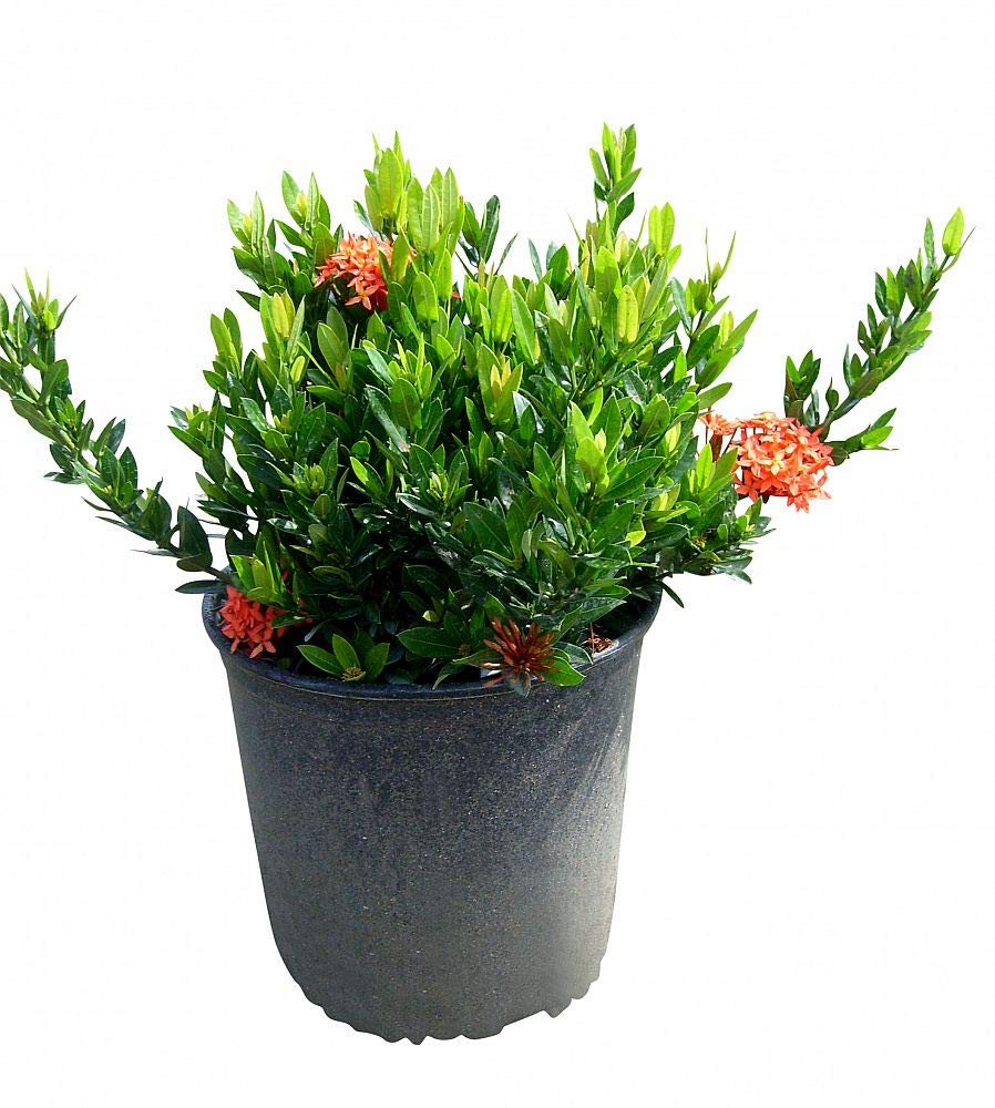 Buy Vine Ixora Taiwanensis, Ixora 'Taiwan Dwarf', Ixora 'Petite' - 10 ...