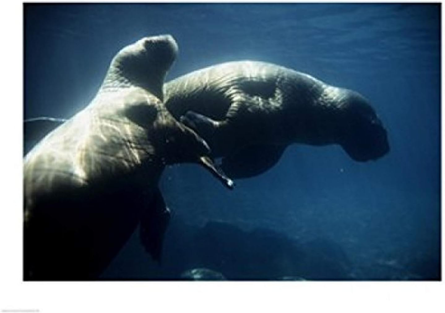 Amazon.com: Posterazzi Two Pacific Walruses swimming underwater Poster ...