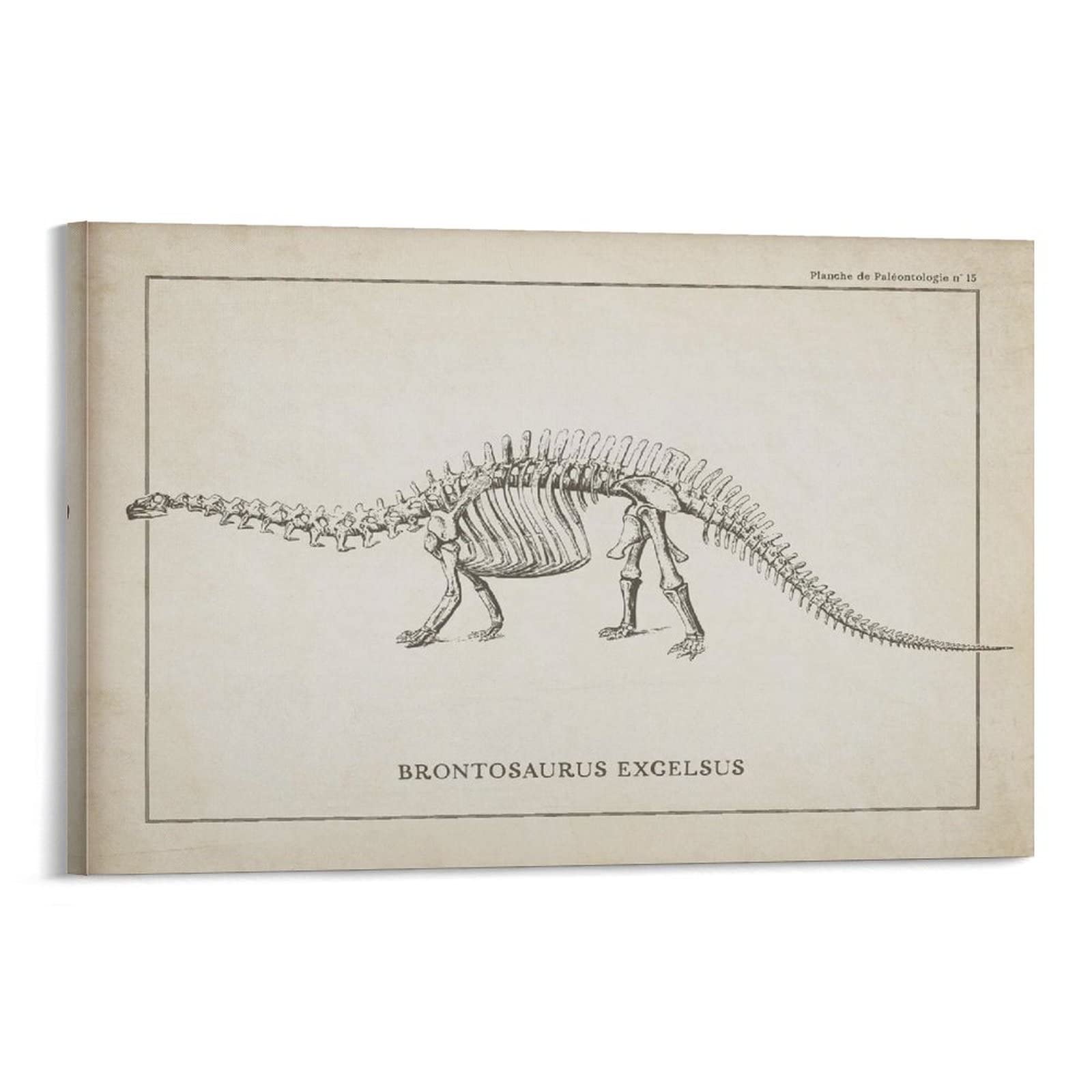 Brontosaurus Skeleton