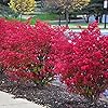 Amazon.com : Dwarf Burning Bush - 6-12 Inch Tall Live Plant - Hardy Red ...