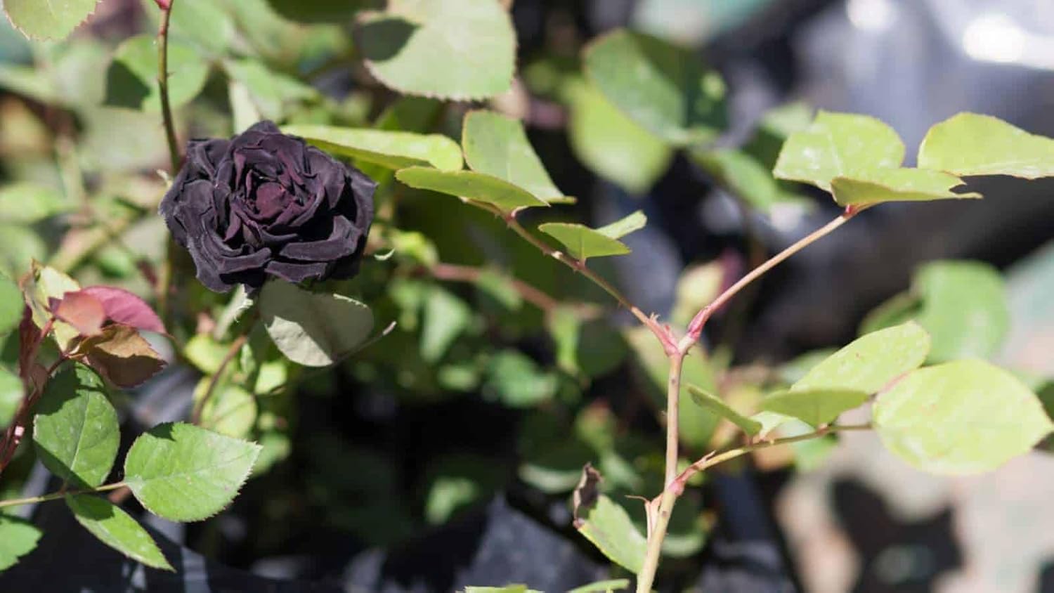Black Rose Plant Original, Plant for Original Black Rose (Pack of 1 ...