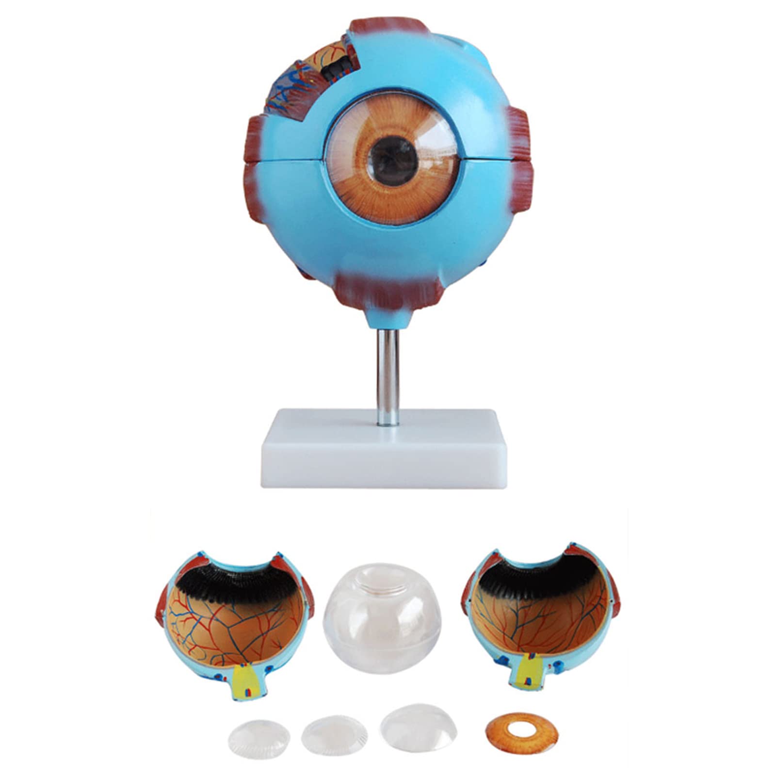 Eye Anatomy Model 6x Enlarged Eyeball Model Anatomically Accurate Eye ...