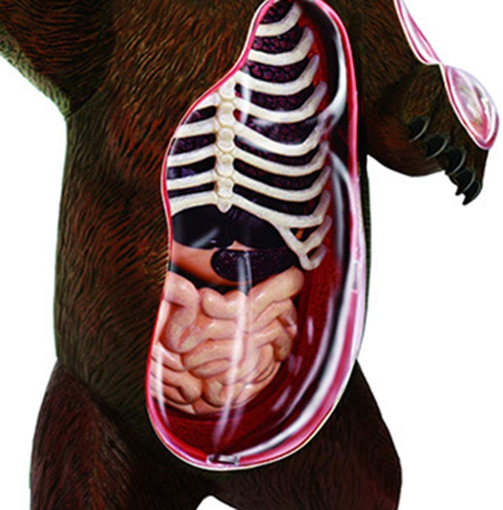 Bear Muscle Anatomy