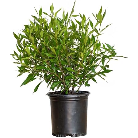 Amazon.com : Fool Proof Gardenia (2 Gallon) Blooming Evergreen Shrub ...