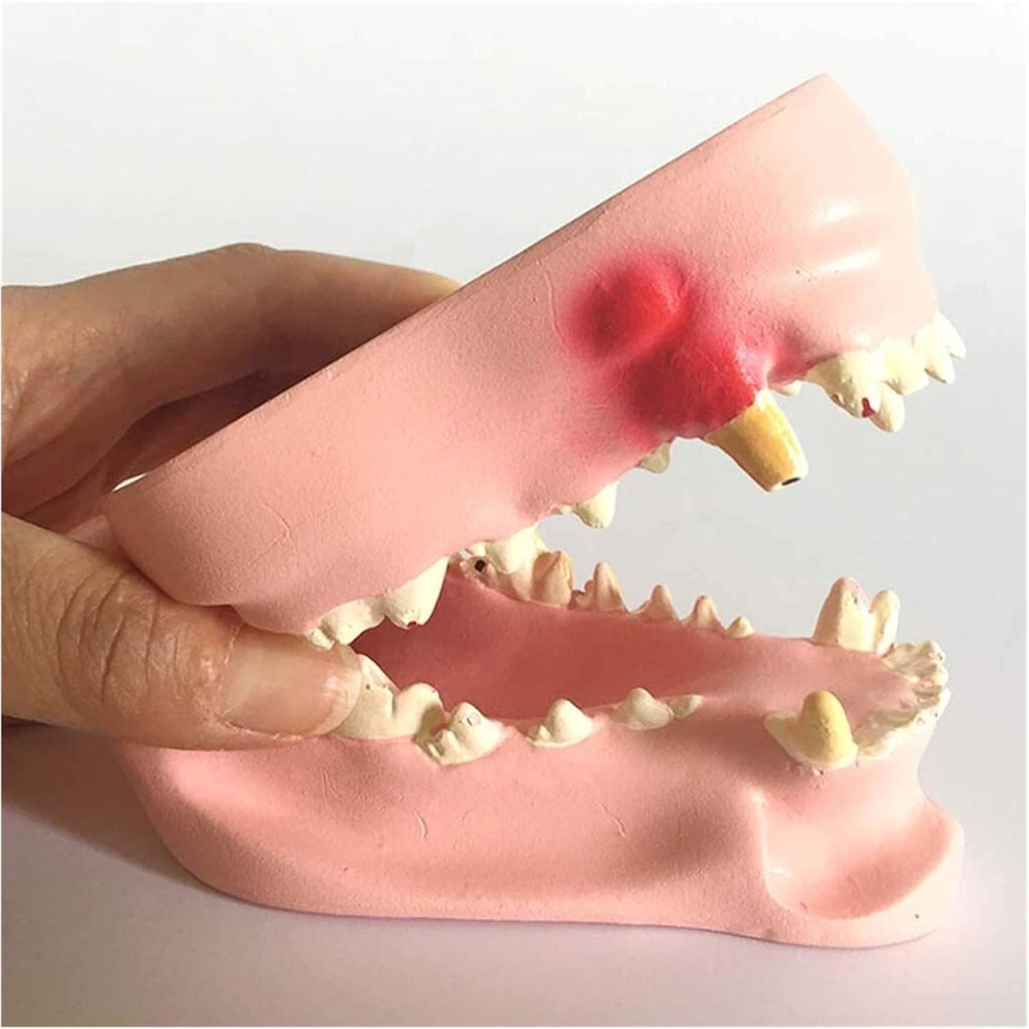 Dog Dental Pathology Model Canine Dog Jaw Anatomical Model Anatomy dog-dental-pathology-model-canine-dog-jaw-anatomical-model-anatomy