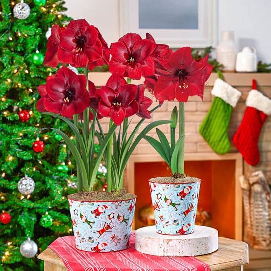 Amazon.com : BRECK'S - Miracle Amaryllis Duo Holiday Gift Kit in ...