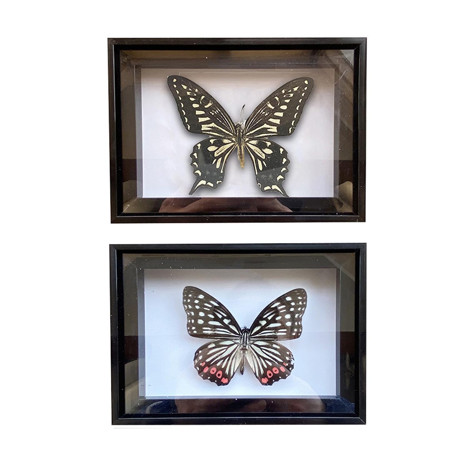 Amazon.com: CXUEMH 2 Pcs Framed Butterfly Real Butterfly Specimens ...