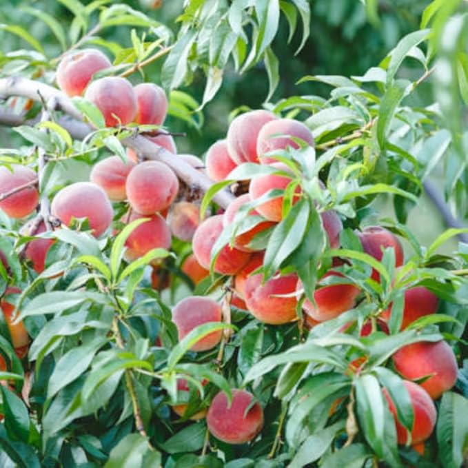 Amazon.com : Big Peach Tree Live Plant for Planting, 3-4 Ft Tall ...