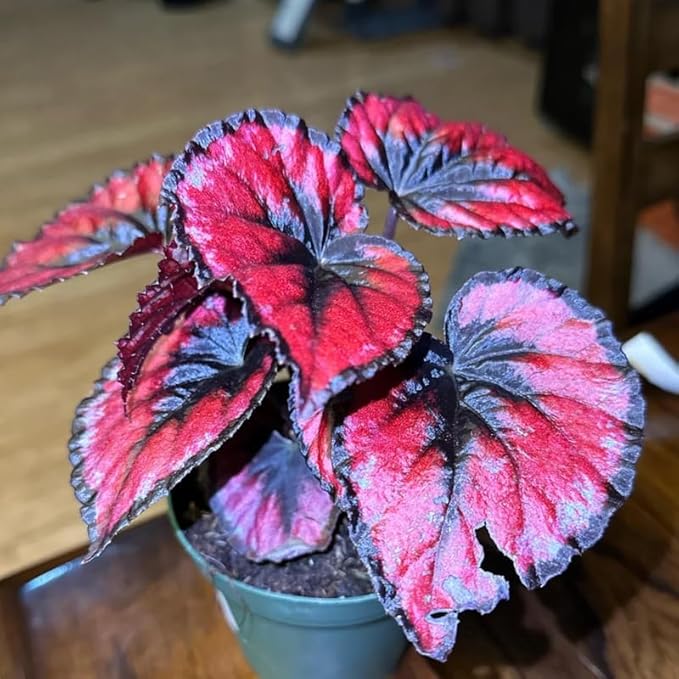 Amazon.com : 2 Red Begonias Plants, Live Red Begonia Plants, 2 Inches ...