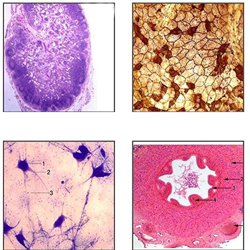 Lot de 100 diapositives d'anatomie des tissus humains pour l'histologie ...