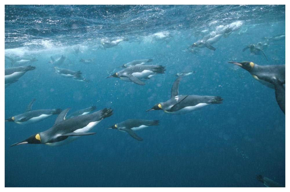 Grupo Nadando Bajo El Agua Por Qué No Hago Clases De Natación En