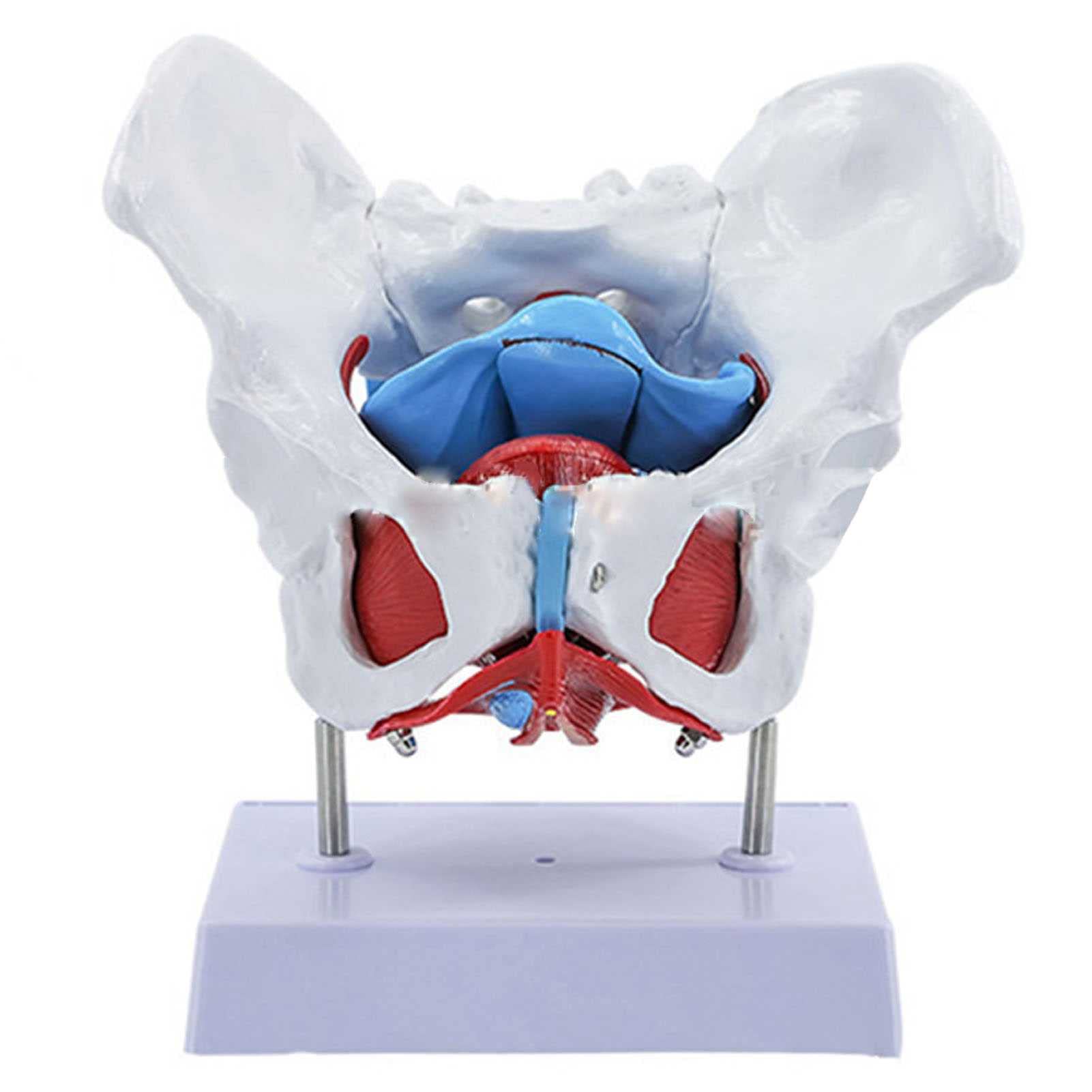 Buy Anatomy Model, Life Size Female Pelvic Muscle Model, Detachable ...