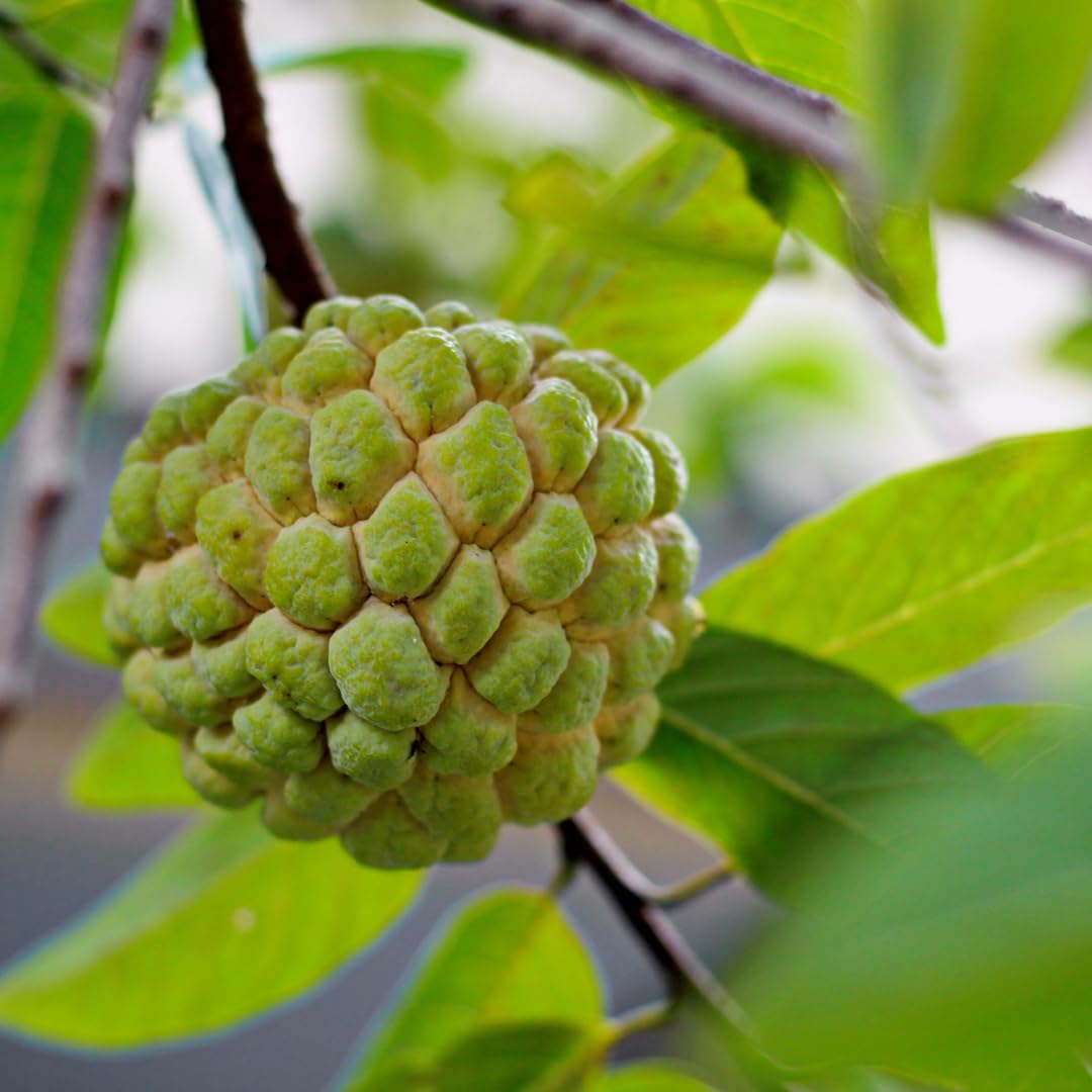 M-Tech Gardens Sugar Apple/Sitafal (" Green " Annona squamosa, Seedling ...