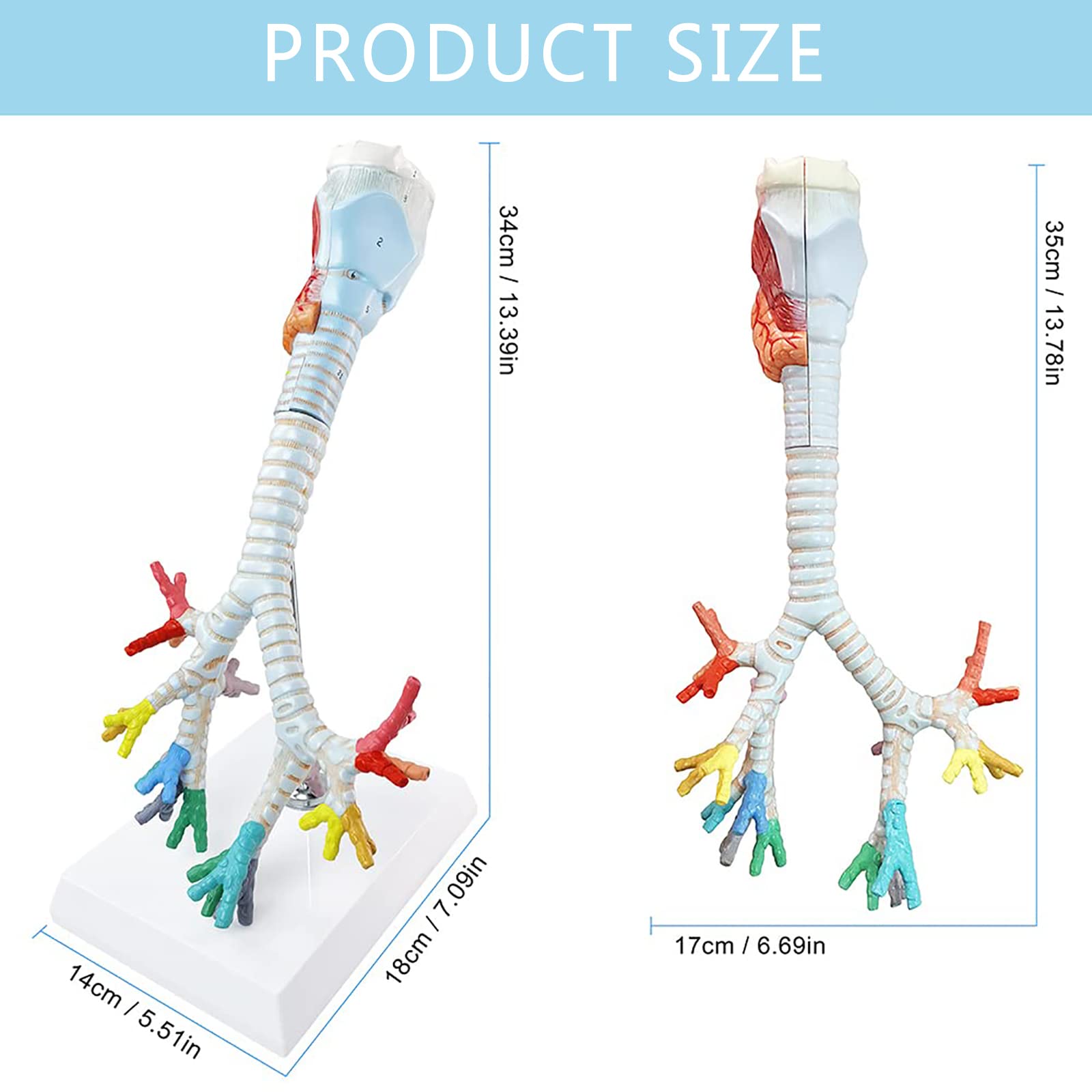 Trachea Anatomy Model
