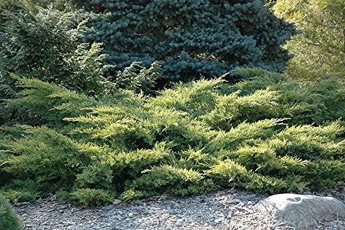 Amazon.com : Gold Star Juniper | 3 Live Gallon Size Plants | Juniperus ...