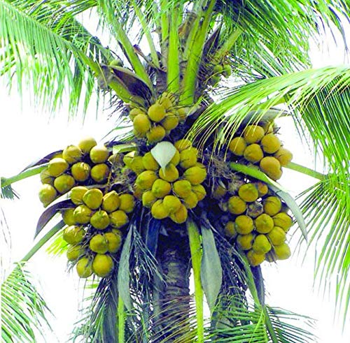 Arlo High Yield Hybrid Rare Coconut Live Plant - Coconut Tree Live ...