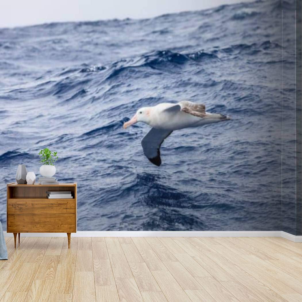 Wandering Albatross Wallpaper