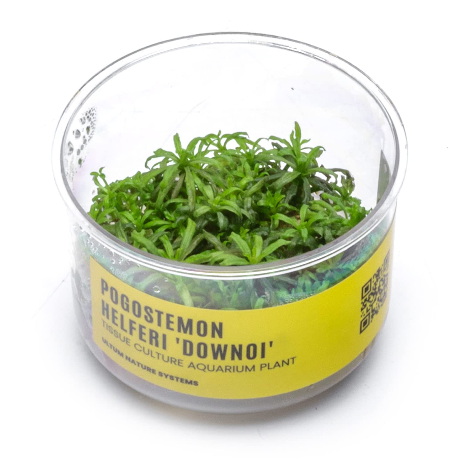 Amazon.com: Ultum Nature Systems Downoi Pogostemon Helferi Tissue ...