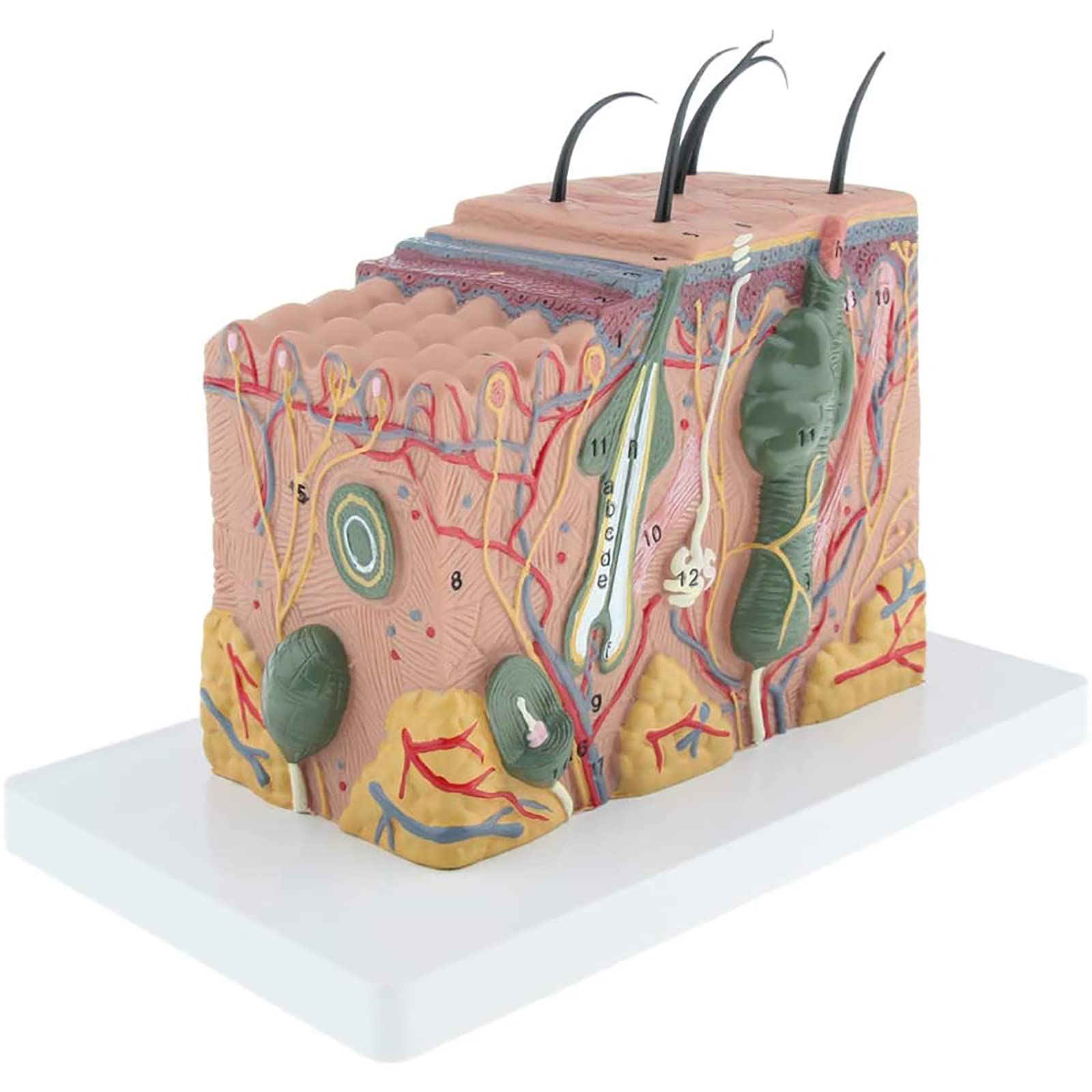 Buy iksvmsis Skin Anatomy Model Human Skin Anatomical Model 35X ...