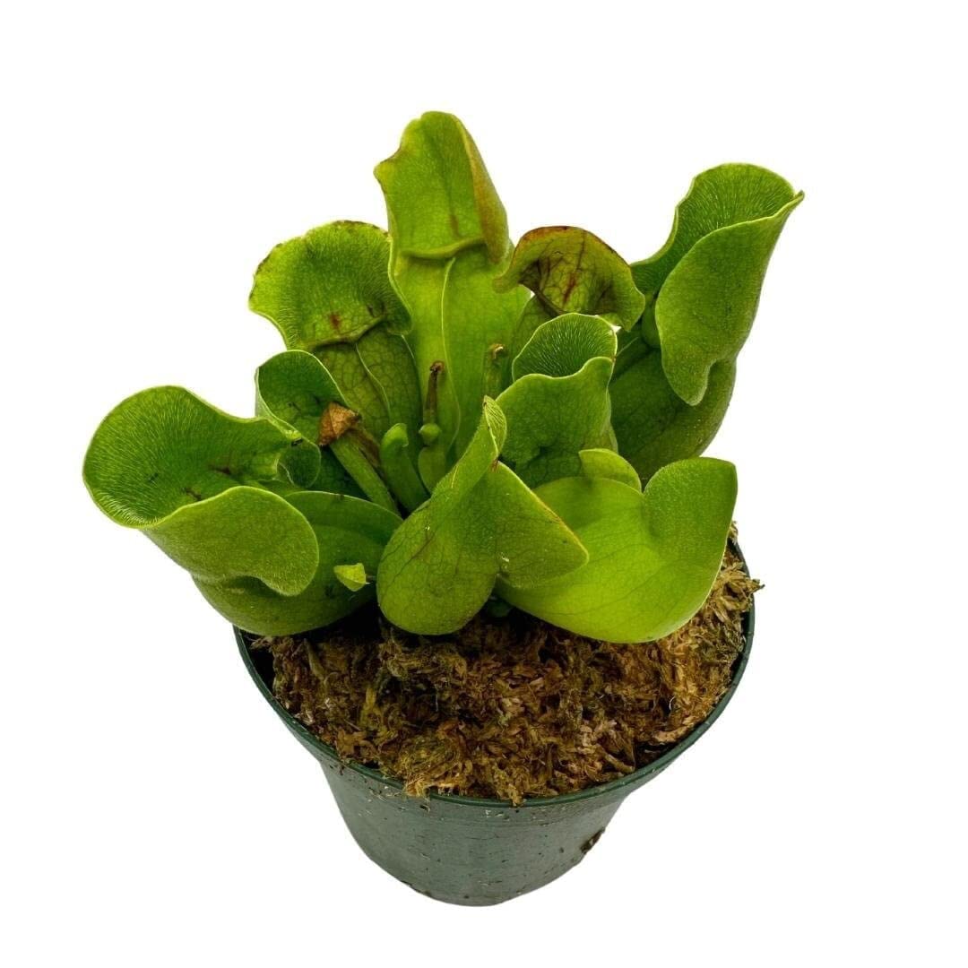 Amazon.com : BubbleBlooms Jumbo Sweet Pitcher Plant, in a 3 Inch Pot ...