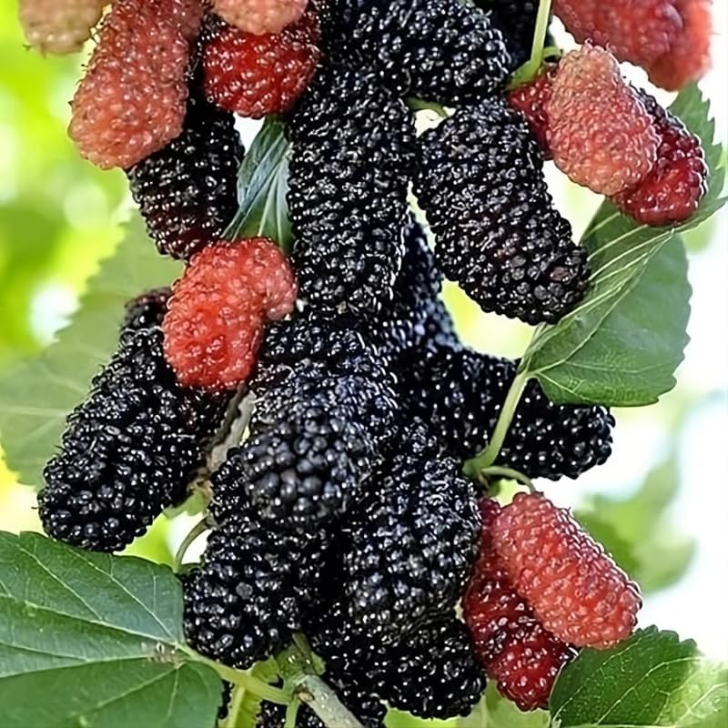 Amazon.com : Mulberry Plant Live for Planting, 5 to 8 Inch Tall, Sweet ...