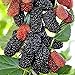 Amazon.com : Dwarf Everbearing Mulberry Tree 5 to 8 Inch Tall, Sweet ...