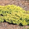 Amazon.com : Blooming & Beautiful - Golden Pacific Juniper - 3 gal ...