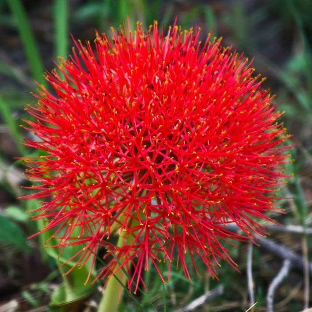 Football Lily Flower Bulbs For Summer Season – Pack Of 5 By Ankam ...