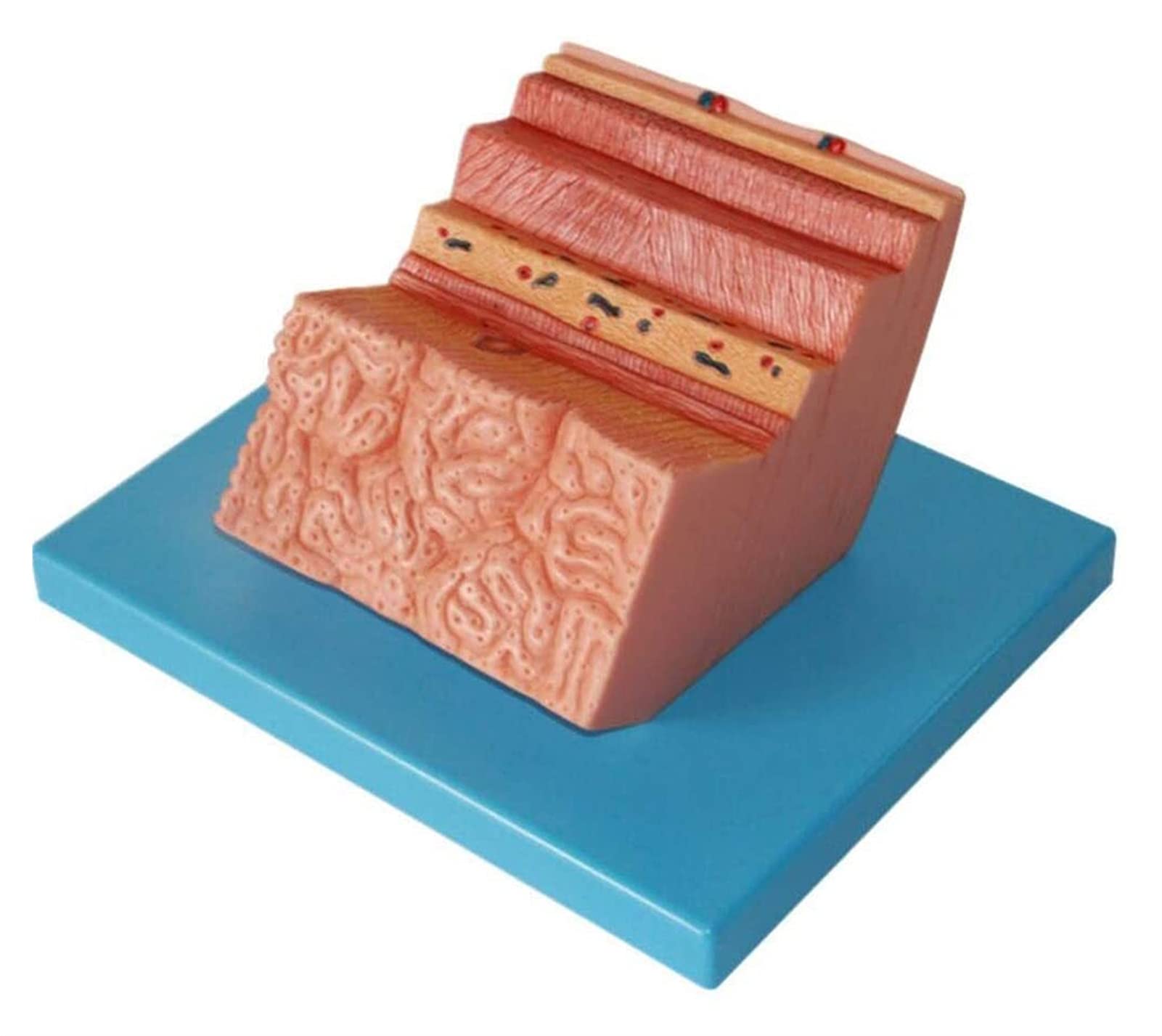 Buy JKFZD Stomach Wall Human Anatomy Model Digestive System Model tric ...