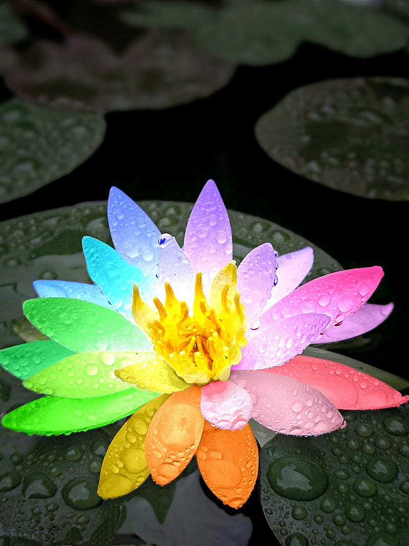 Rainbow Lotus Flower Ryme Floating Multi Color Lotus (Pack Of 5)