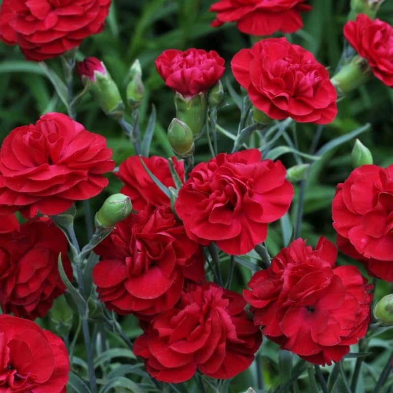 Amazon.com : Set 2 Red Carnation Live Plants Plugs, Carnation Trailing ...