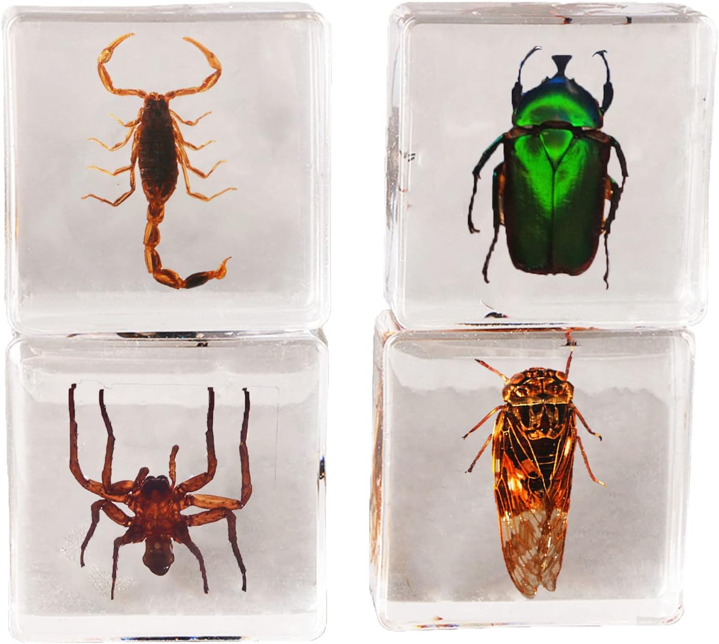 Amazon.com: CXUEMH 4 Pcs Insect Specimens Set Scorpion Bugs Specimens ...