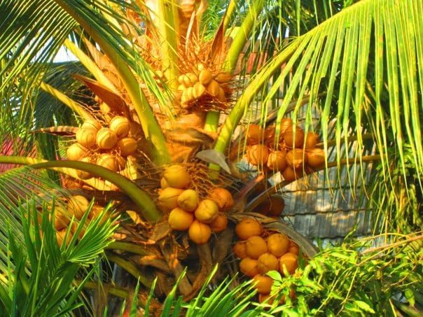 LeafLinks Chowghat Orange Dwarf Coconut Seedling Coconut Tree Plant ...