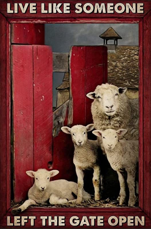 Amazon.com: Sheep Live Like Someone Left The Gate Open Metal Poster ...