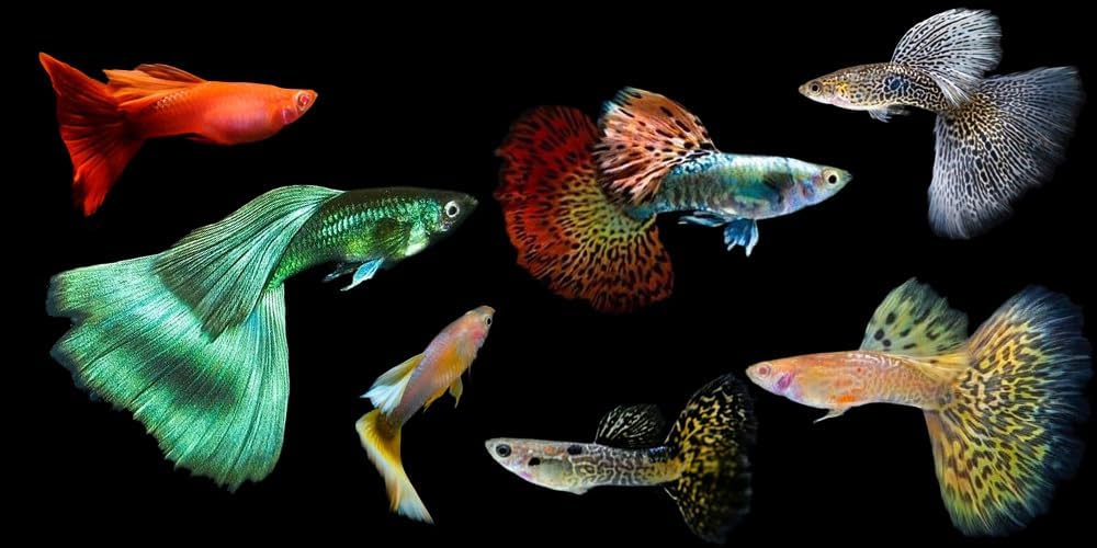 Amazon.com : Live Guppies - Guppy Pair (2) Pack Assorted Color Live ...