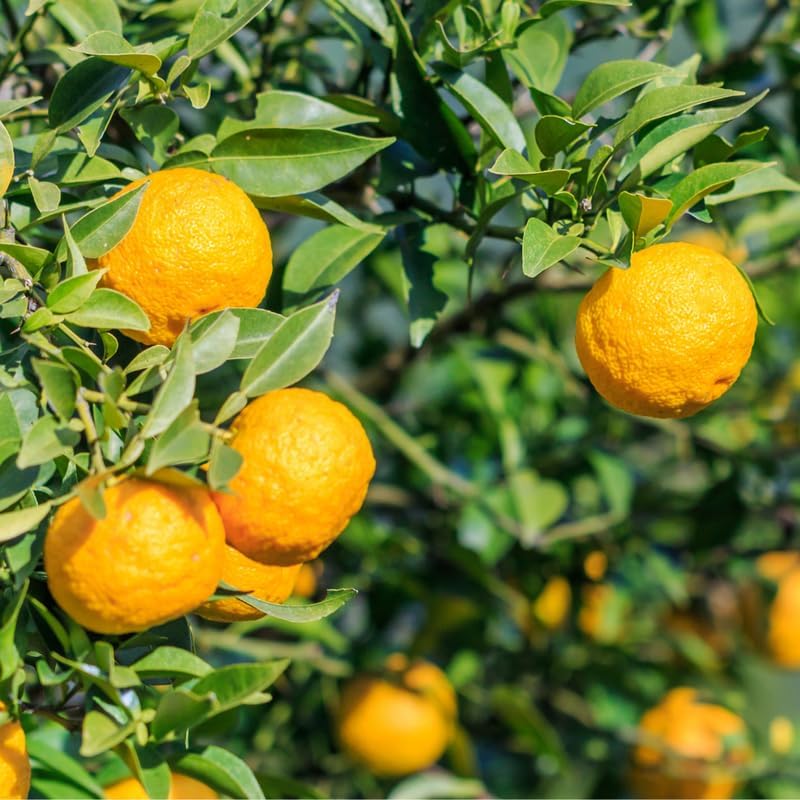 Amazon.com : Live Yuzu Tree, 2 to 3 Feet Tall Yuzu Tree, Grafted Live ...