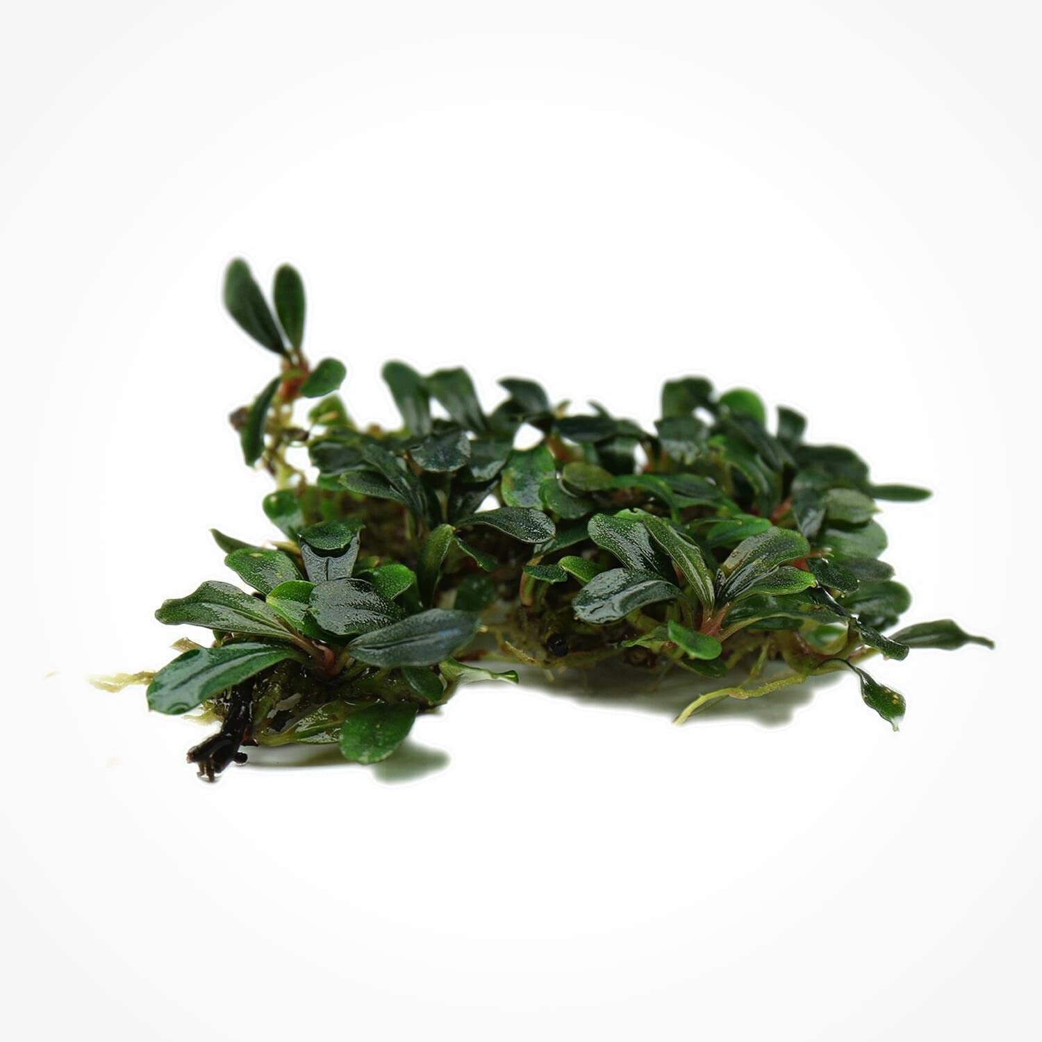 Buy SubstrateSource Bucephalandra Black Pearl Live Aquarium - Natural ...