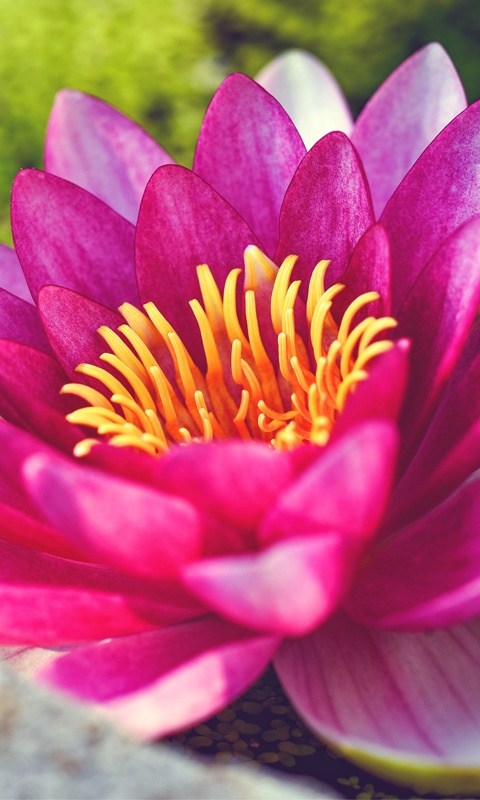 Pink Flower Wallpapers - App on Amazon Appstore