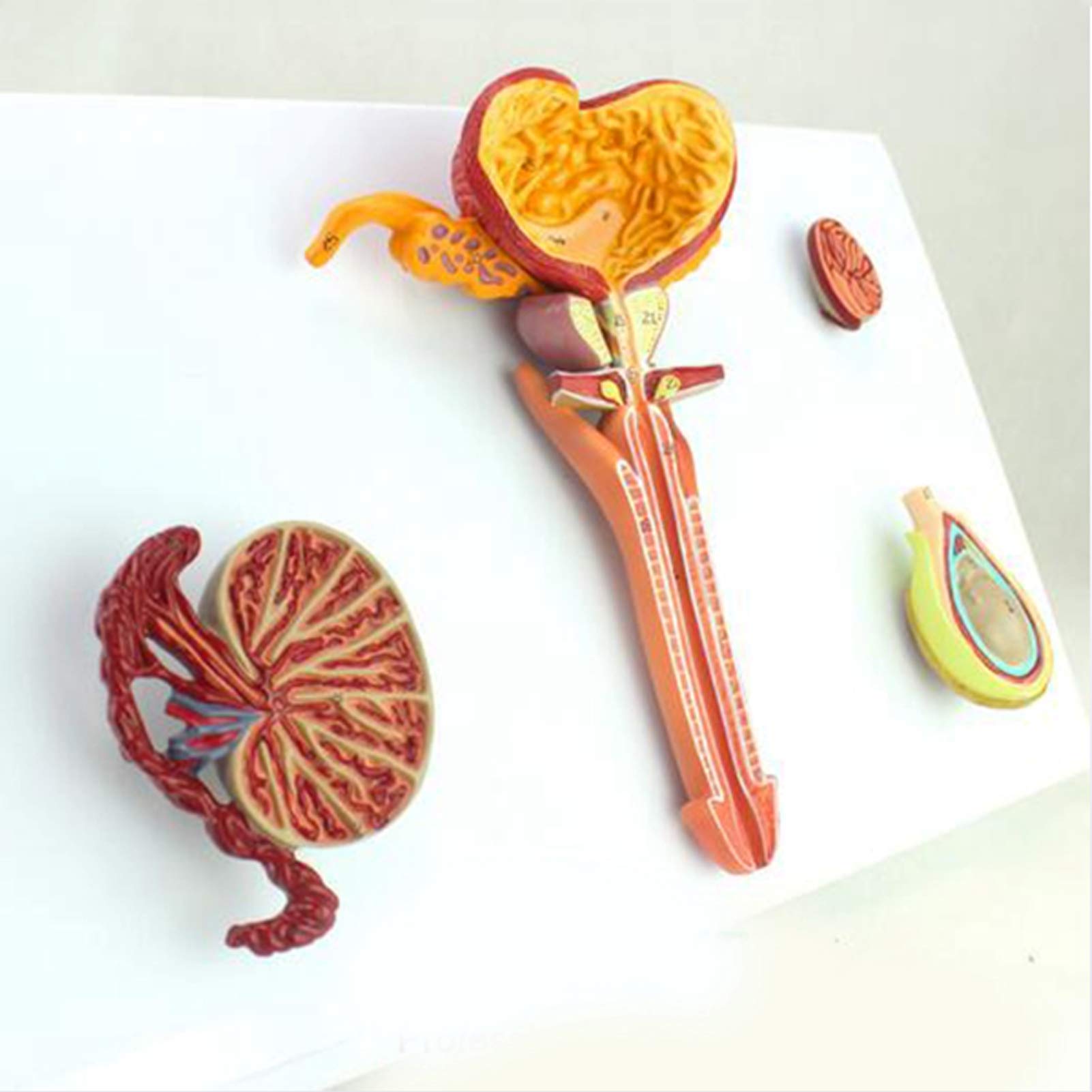 Buy XYXZ Anatomy Model Male Reproductive System Urology Model ...