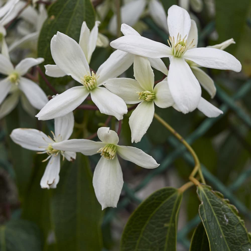Climbing White Clematis Flower Clematis Montana Aren't Always Rampant: