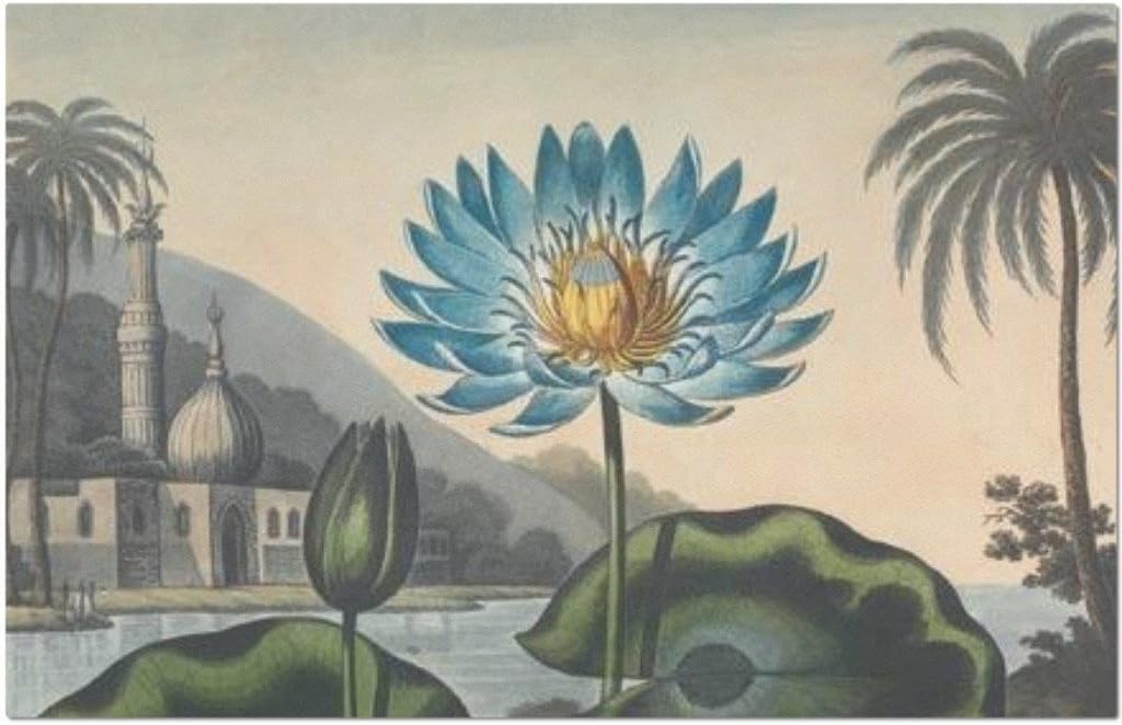 Amazon.com: Paper Rose Cottage Set of 4 Flowers Placemats 11 x 17 ...