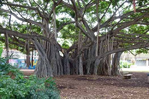 Creative Farmer Tree Seeds Indian Banyan Tree Native To The Indian ...