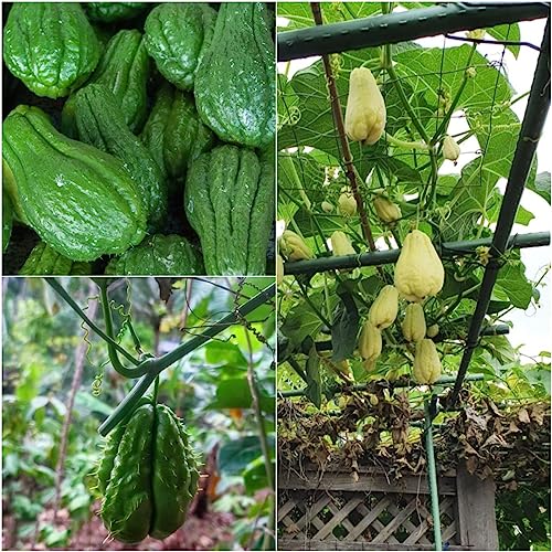 Chayote Samen – Die 15 besten Produkte im Vergleich - haushalt-und ...