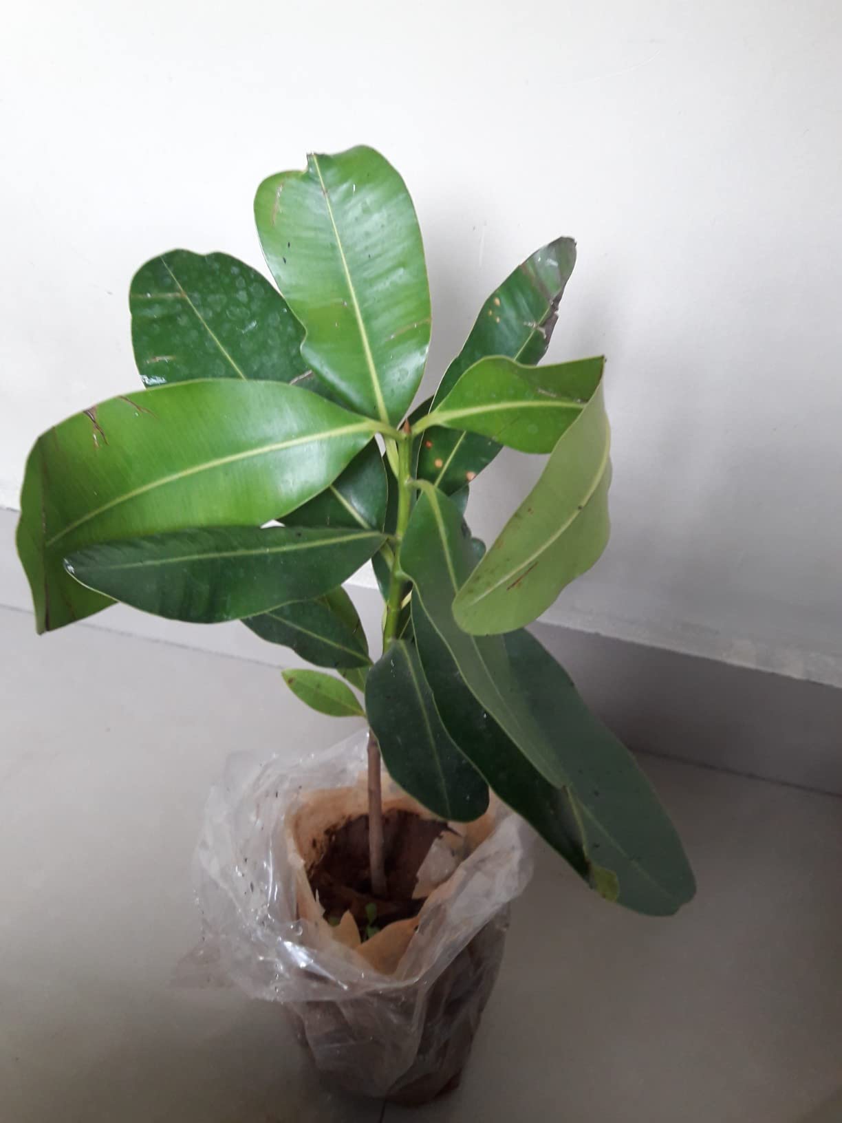 Kapebonavista® Surangi Nageswar Surangan Chiuriana Punnag Suktlawng ...