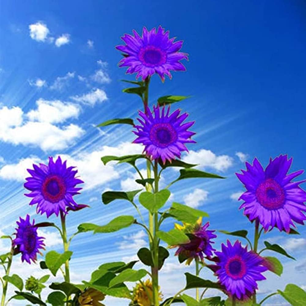Amazon.com : 25 Rare Purple Sunflower Seeds for Planting Ornamental ...
